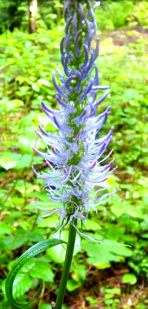 Capitule de fleurs - Cuisine Sauvage ASBL