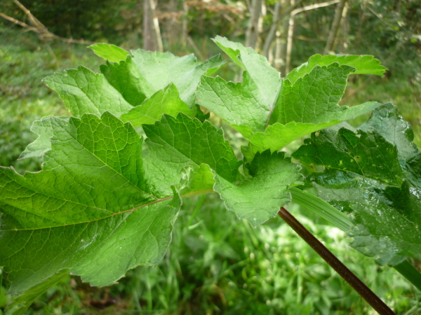 Feuille de berce commune Heracleum sphondylium - Cuisine Sauvage ASBL