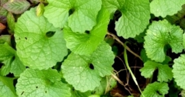Mille feuille de fromage frais à l'alliaire - Cuisine Sauvage ASBL