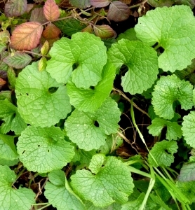 Mille feuille de fromage frais à l'alliaire - Cuisine Sauvage ASBL
