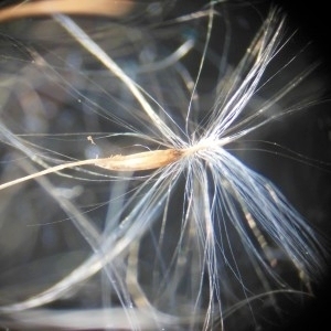 CARYOPSE - D.Remaud - Telabotanica - CC BY SA - Cuisine Sauvage ASBL