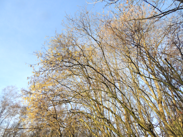 CEPEE - P.Vonêche - CC BY SA - Cuisine Sauvage ASBL