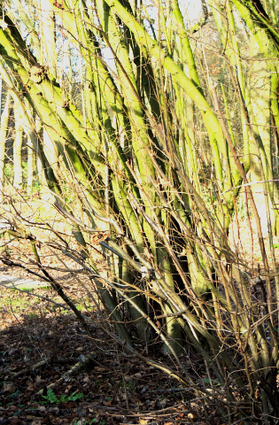 CEPEE - P.Vonêche - CC BY SA - Cuisine Sauvage ASBL