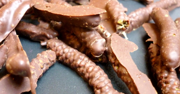 Chatons de noisetier au chocolat - Cuisine Sauvage ASBL