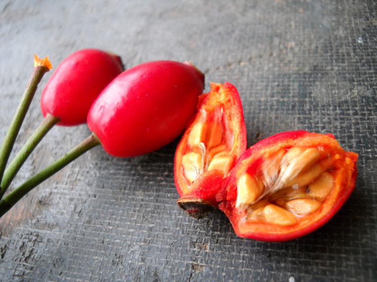 Cynorrhodon, c'est le moment ! - Cuisine Sauvage ASBL