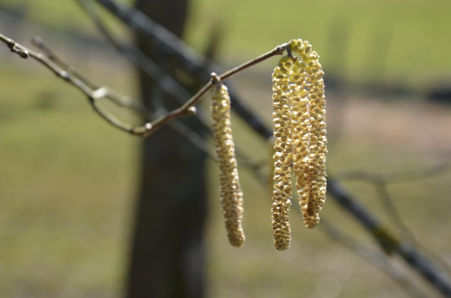 Chatons de noisetier, c'est le moment ! - Cuisine Sauvage ASBL