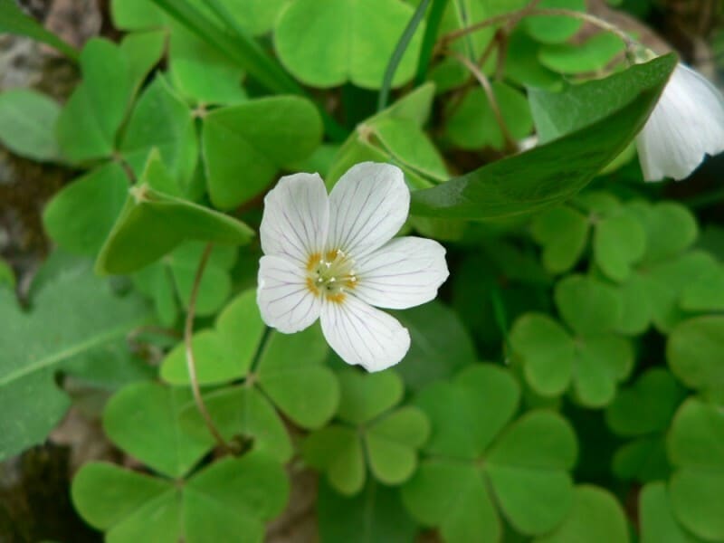 Oxalis petite oseille - Cuisine Sauvage ASBL